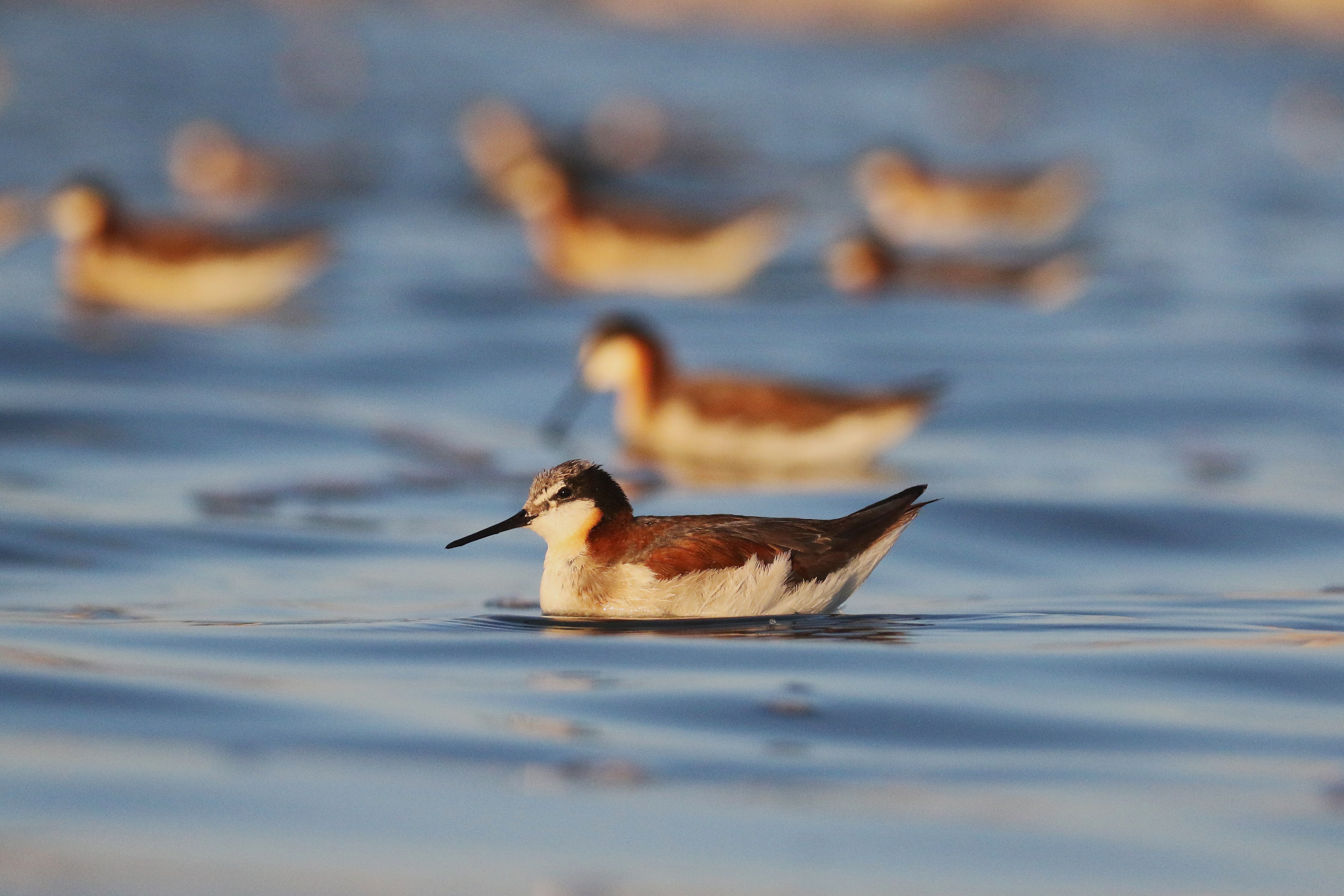 Birders and Scientists Unite for a Celebration of Saline Lakes Across the Hemisphere | Audubon